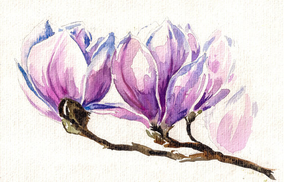 Magnolia Tree Drawing Images – Browse 869 Stock Photos, Vectors, and ...