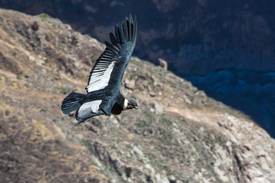 รูปภาพCondor – เลือกดูภาพถ่ายสต็อก เวกเตอร์ และวิดีโอ12,271 | Adobe Stock