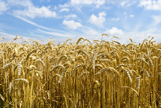 「Genmanipuliert」の画像 - 636 件の Stock 写真、ベクターおよびビデオ | Adobe Stock