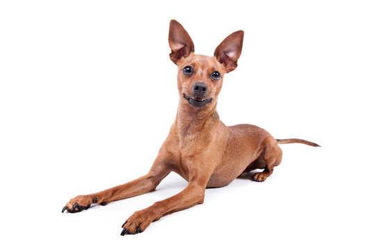 Rehpinscher-Bilder: Stock-Fotos & -Videos. | Adobe Stock