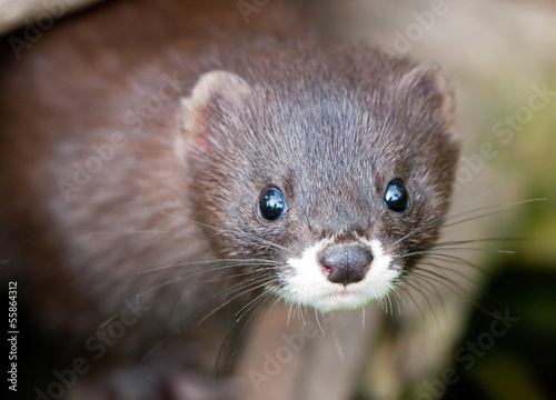 "Europäischer Nerz" Stockfotos und lizenzfreie Bilder auf Fotolia.com ...