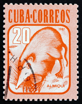 「Solenodon」の画像 - 21 件の Stock 写真、ベクターおよびビデオ | Adobe Stock