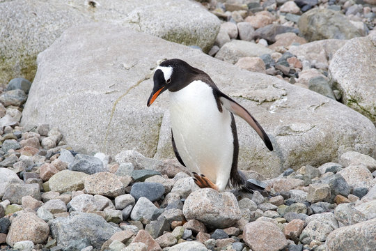 Peguin-Bilder: Stock-Fotos & -Videos. | Adobe Stock