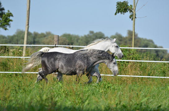 รูปภาพLippizaner – เลือกดูภาพถ่ายสต็อก เวกเตอร์ และวิดีโอ2,052 | Adobe ...