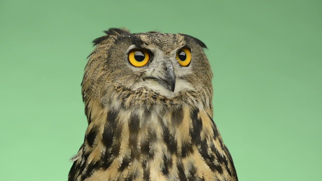 Owl With Key Images – Browse 776 Stock Photos, Vectors, and Video ...