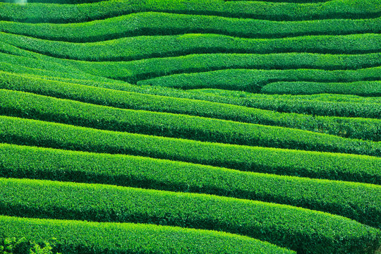 八十八夜 Images – Browse 948 Stock Photos, Vectors, and Video | Adobe Stock