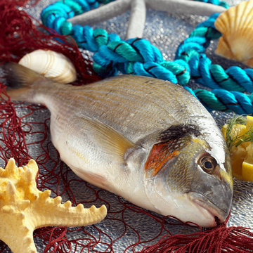 "Dorade Box" Images – Browse 42 Stock Photos, Vectors, and Video ...