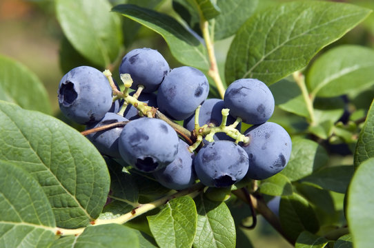 Moosbeeren bilder – Bläddra bland 582 stockfoton, vektorer och videor ...