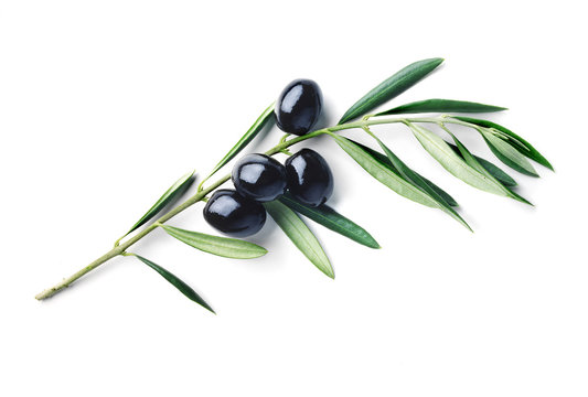 "Olive Branch" Images – Browse 32,836 Stock Photos, Vectors, and Video ...