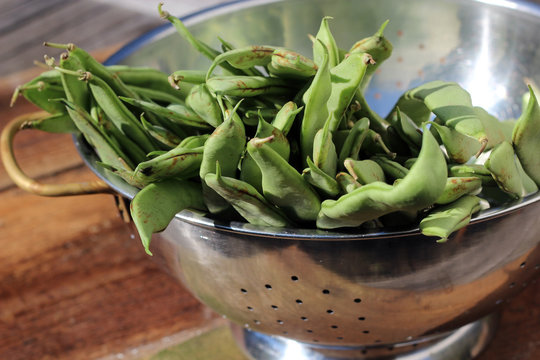 Favabohne Images – Parcourir 82 le catalogue de photos, vecteurs et ...