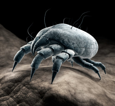 「Staubmilbe」の画像 - 23 件の Stock 写真、ベクターおよびビデオ | Adobe Stock