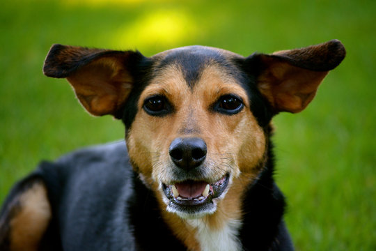 Doberman Beagle Mix