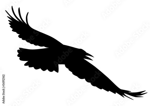 "Rabe" Stockfotos und lizenzfreie Vektoren auf Fotolia.com - Bild 56912162