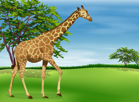 รูปภาพZarafa – เลือกดูภาพถ่ายสต็อก เวกเตอร์ และวิดีโอ82 | Adobe Stock