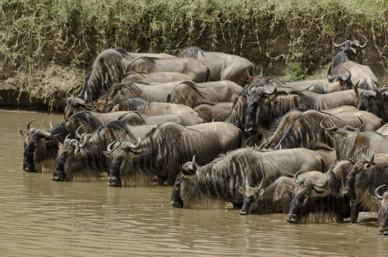 Artiodactyles bilder – Bläddra bland 767 stockfoton, vektorer och ...