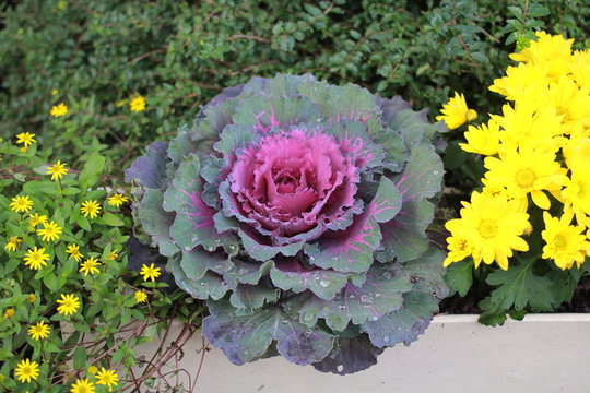 「Gabbage」の画像 - 115 件の Stock 写真、ベクターおよびビデオ | Adobe Stock