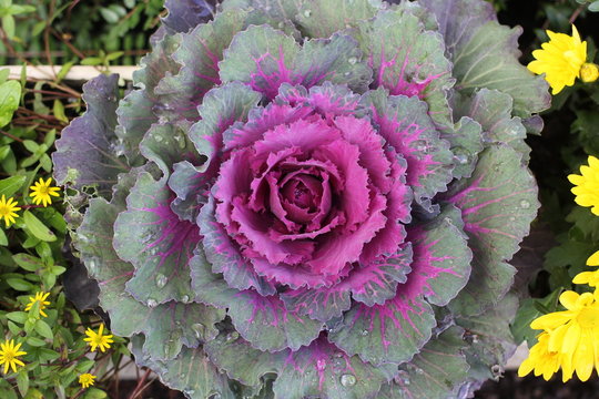 Gabbage Images – Browse 115 Stock Photos, Vectors, and Video | Adobe Stock