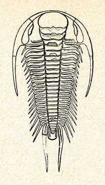 Avalonia Bilder – Durchsuchen 5 Archivfotos, Vektorgrafiken und Videos ...