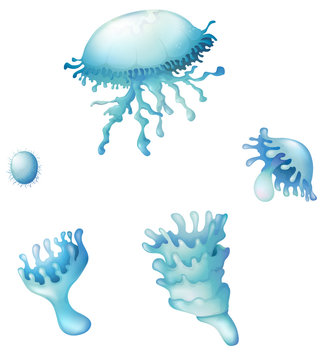 รูปภาพStaurozoa – เลือกดูภาพถ่ายสต็อก เวกเตอร์ และวิดีโอ128 | Adobe Stock