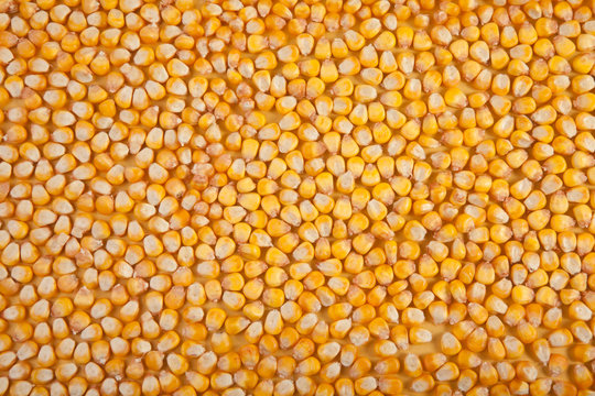 Vehemently Images – Browse 259 Stock Photos, Vectors, and Video | Adobe ...