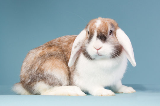 Mini-Lop Images – Browse 54 Stock Photos, Vectors, and Video | Adobe Stock