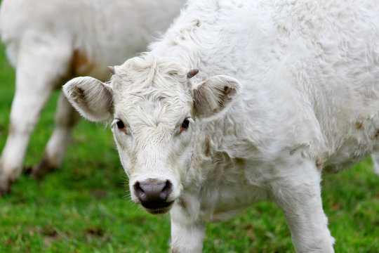 รูปภาพZitze – เลือกดูภาพถ่ายสต็อก เวกเตอร์ และวิดีโอ138 | Adobe Stock