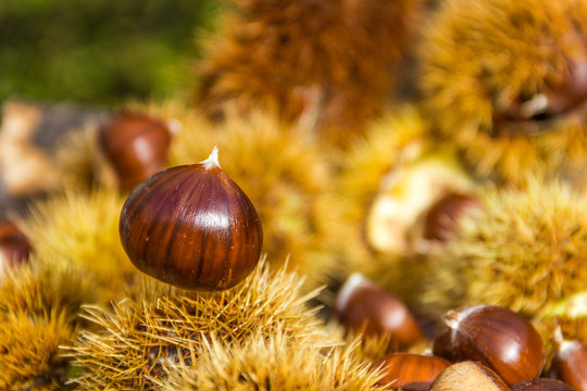 รูปภาพCastagna – เลือกดูภาพถ่ายสต็อก เวกเตอร์ และวิดีโอ3,388 | Adobe Stock