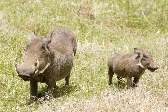 Imagens de Warthogs – Explore Fotografias do Stock, Vetores e Vídeos de ...