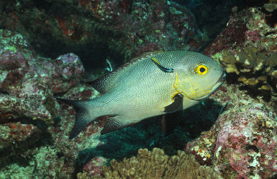 Putzerfisch Images – Browse 63 Stock Photos, Vectors, and Video | Adobe ...