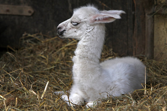 Lama-Baby Images – Browse 7 Stock Photos, Vectors, and Video | Adobe Stock