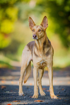 Podenco-Mix-Bilder: Stock-Fotos & -Videos. | Adobe Stock