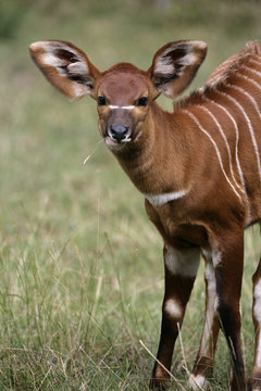 Female Bongo Antelope