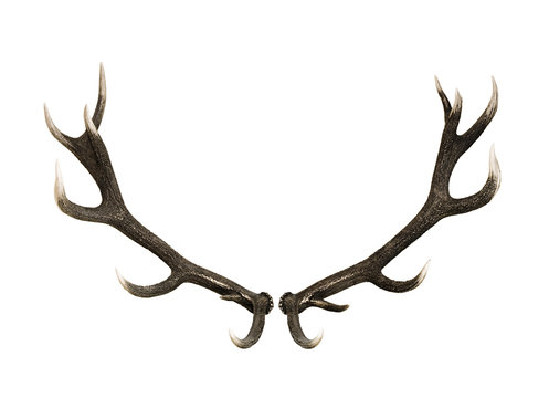 Obrazy (Geweih) — zdjęcia, wektory i wideo bez tantiem (29,800) | Adobe ...