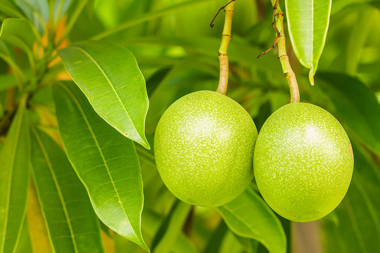 รูปภาพTangena – เลือกดูภาพถ่ายสต็อก เวกเตอร์ และวิดีโอ161 | Adobe Stock