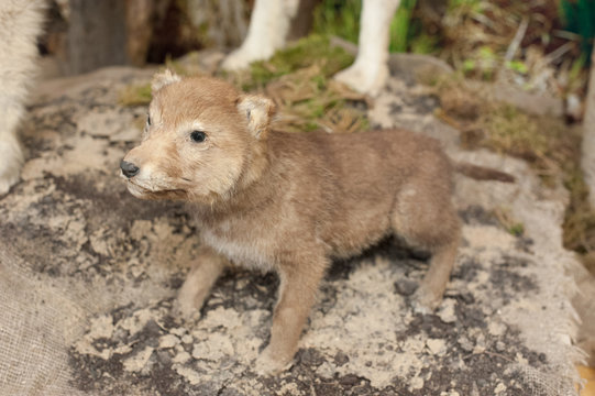 Wolf-Cub Images – Browse 66 Stock Photos, Vectors, and Video | Adobe Stock