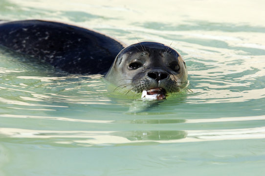 Foca Images – Browse 3,473 Stock Photos, Vectors, and Video | Adobe Stock