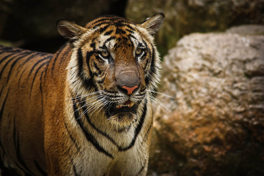 Tiger-Stripe bilder – Bläddra bland 241 stockfoton, vektorer och videor ...