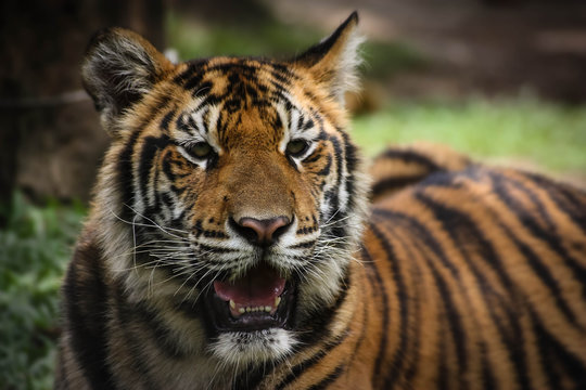 รูปภาพTiger-Stripe – เลือกดูภาพถ่ายสต็อก เวกเตอร์ และวิดีโอ241 | Adobe ...