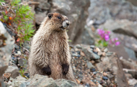 Horay Images – Browse 68 Stock Photos, Vectors, and Video | Adobe Stock