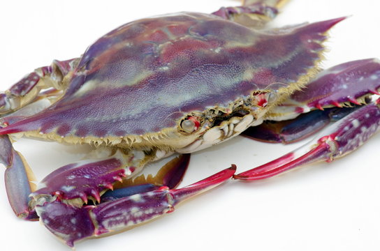 รูปภาพPleocyemata – เลือกดูภาพถ่ายสต็อก เวกเตอร์ และวิดีโอ157 | Adobe Stock