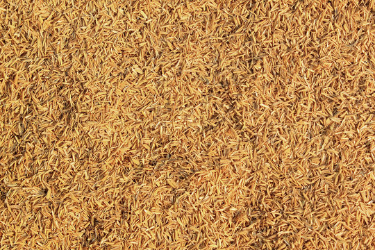 "Rice Husk" Images – Browse 846 Stock Photos, Vectors, and Video ...