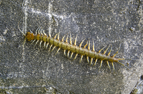 Scolopendromorpha Bilder – Durchsuchen 70 Archivfotos, Vektorgrafiken ...