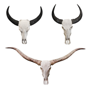 Ankole Watusi Skull