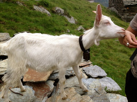 Capretta Imagens – Procure 560 fotos, vetores e vídeos | Adobe Stock