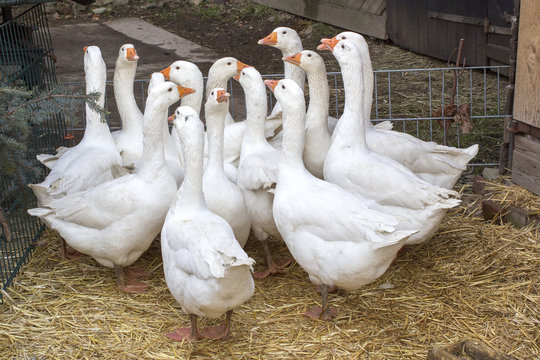 Mastgans-Bilder: Stock-Fotos & -Videos. | Adobe Stock
