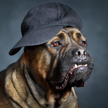 รูปภาพMolosser – เลือกดูภาพถ่ายสต็อก เวกเตอร์ และวิดีโอ6,591 | Adobe Stock