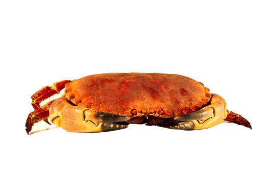 Krabe Images – Browse 30 Stock Photos, Vectors, and Video | Adobe Stock