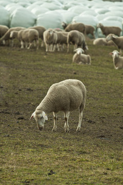 Fleich Bilder – Durchsuchen 479 Archivfotos, Vektorgrafiken und Videos ...