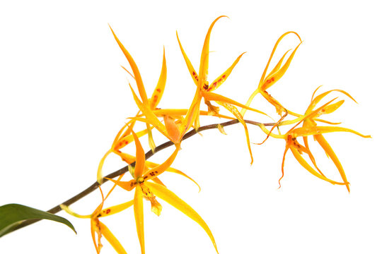 รูปภาพLabellum – เลือกดูภาพถ่ายสต็อก เวกเตอร์ และวิดีโอ1,290 | Adobe Stock