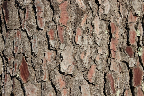 "Ecorce de sapin texture plan raproché" photo libre de droits sur la ...